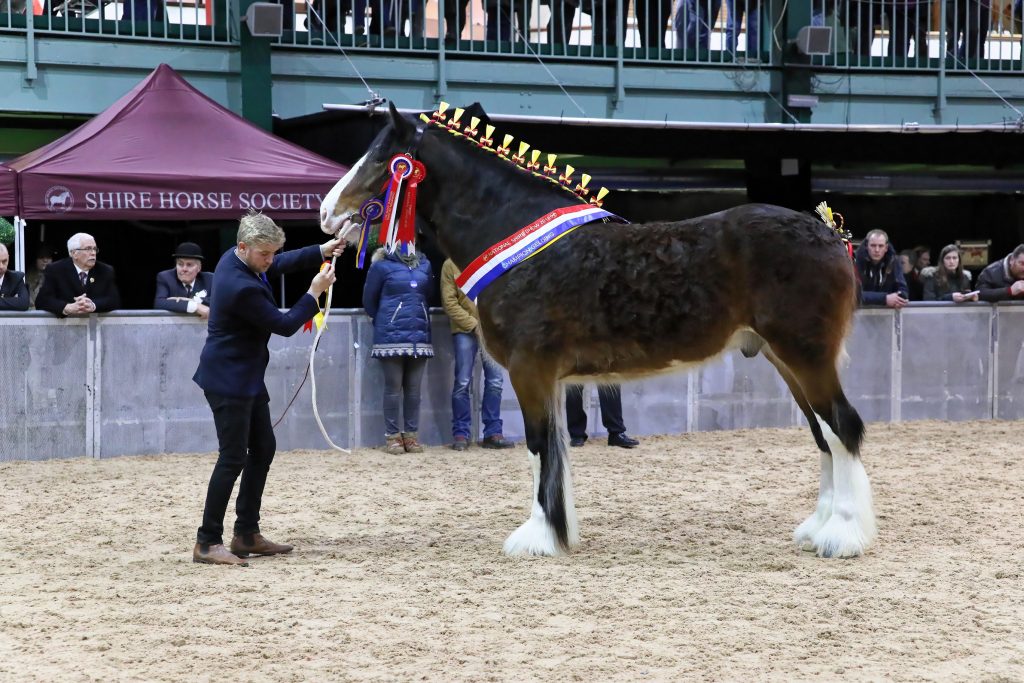 Tickets available for the world’s largest gathering of Shire horses ...