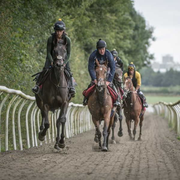 Ditcheat Thoroughbreds launch new app | The Gaitpost