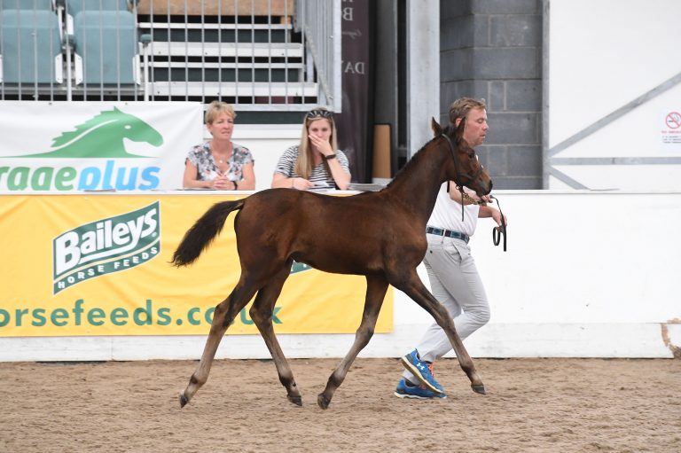 Reaseheath BEF Futurity Report | The Gaitpost