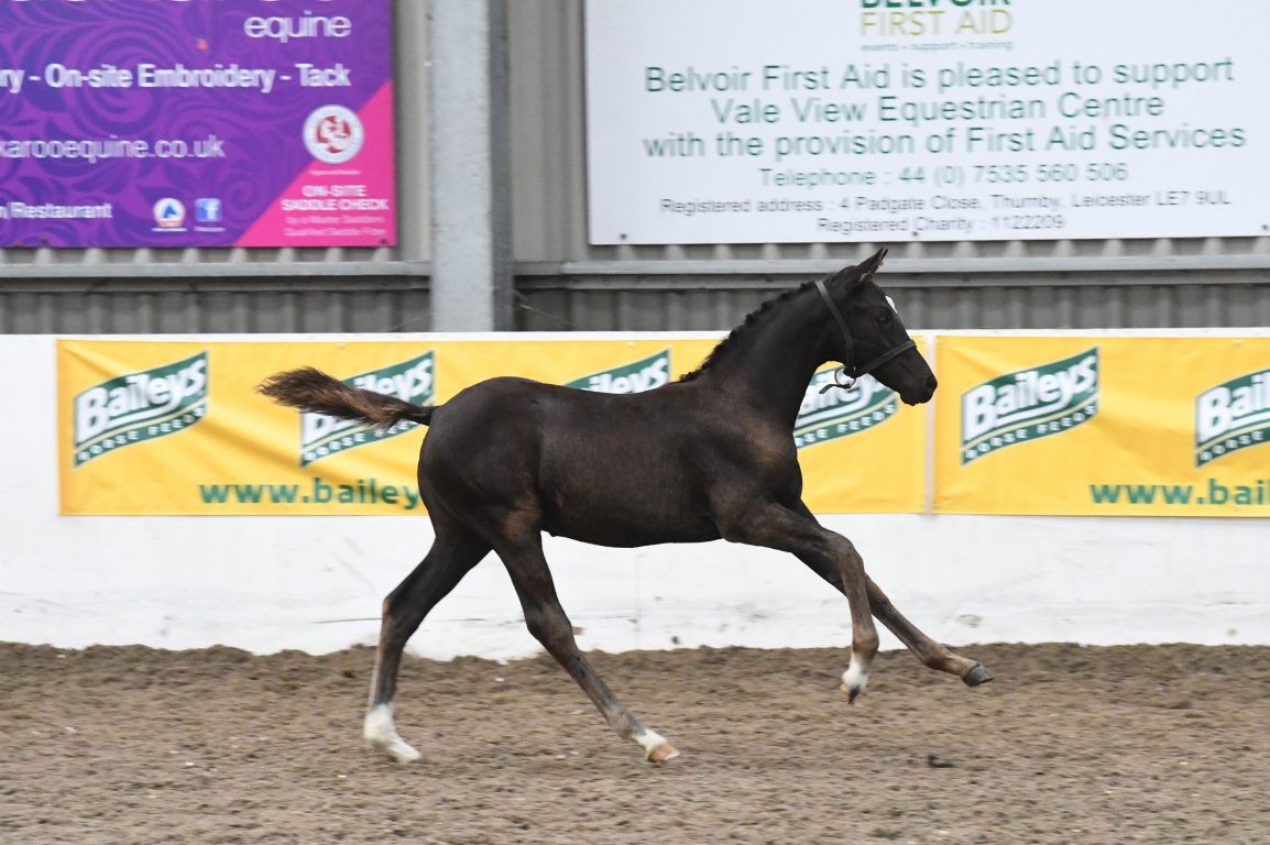 BEF Futurity at the BE Young Event Horse Champs | The Gaitpost
