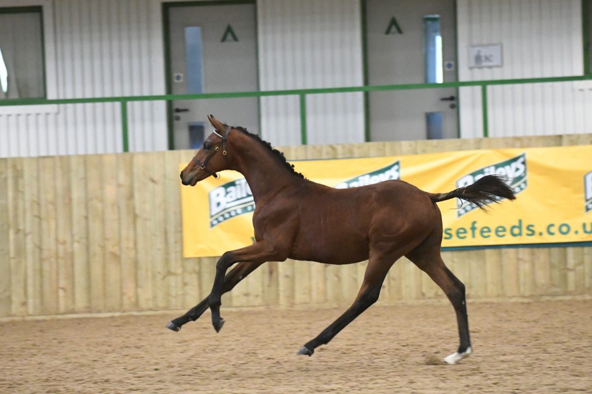 Hartpury Futurity Report | The Gaitpost