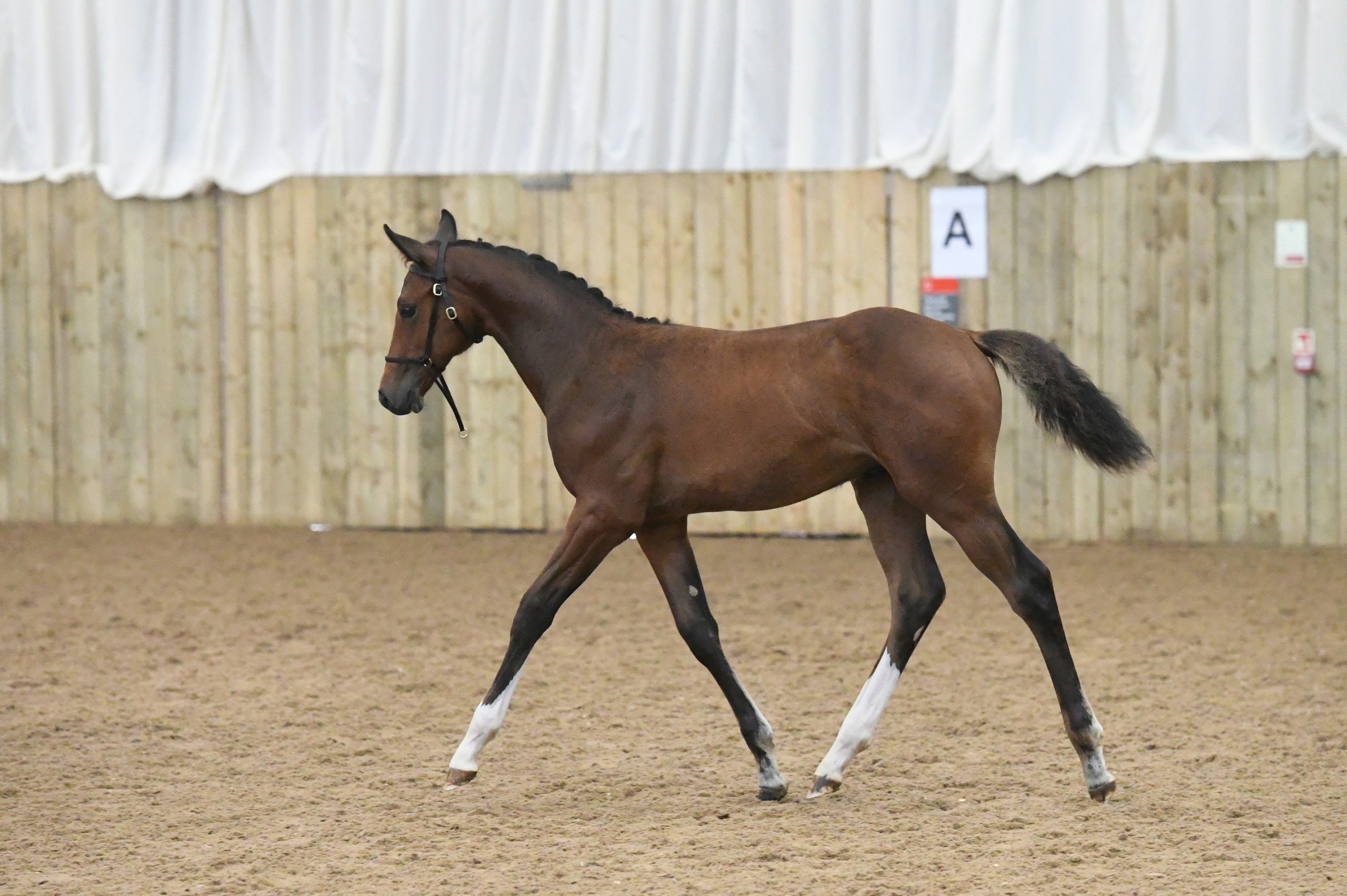 Hartpury Futurity Report | The Gaitpost