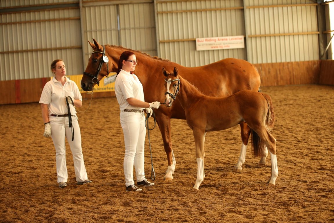 Entries now open for 2016 BEF Futurity | The Gaitpost