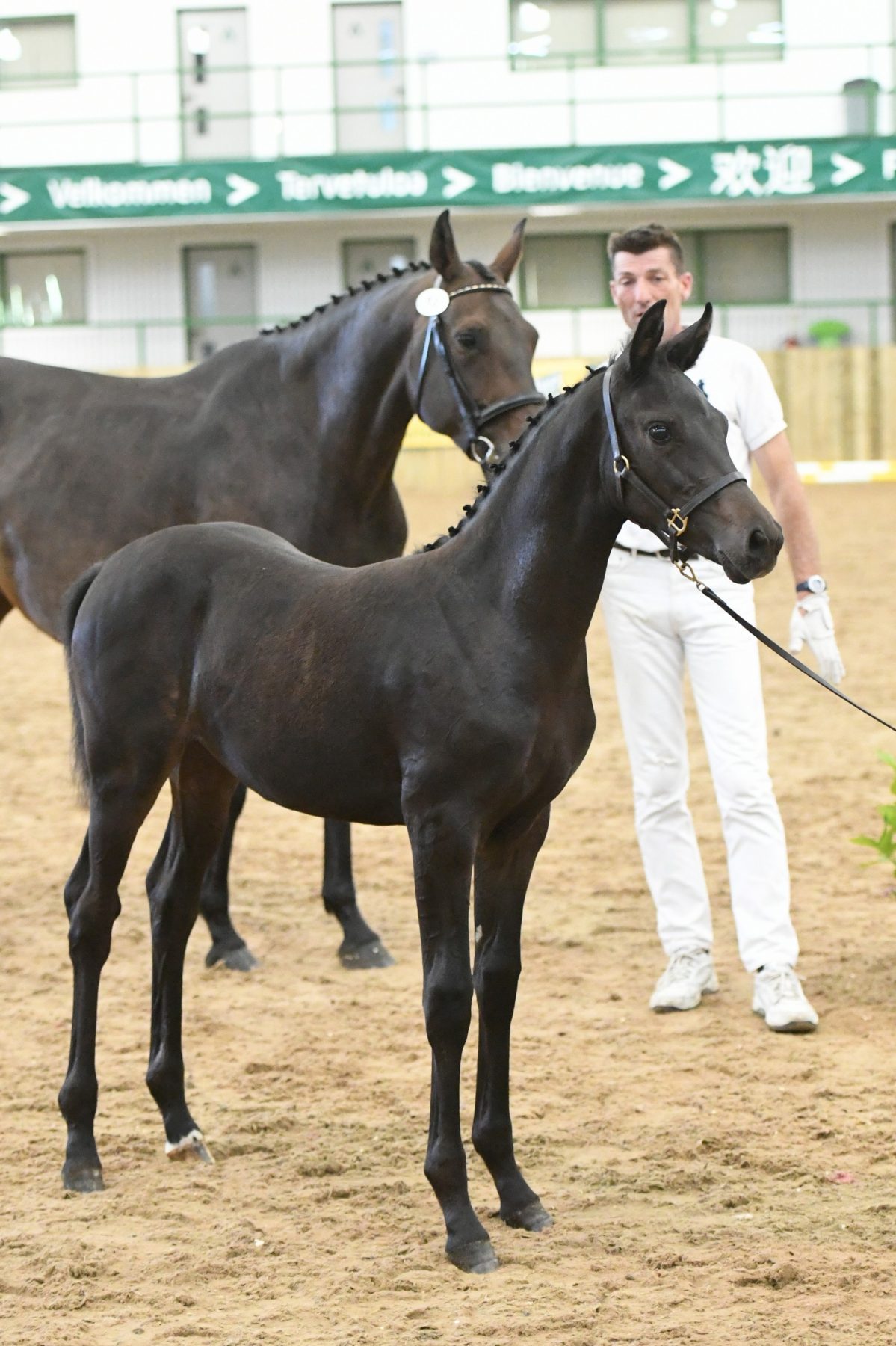 Hartpury Futurity Report | The Gaitpost