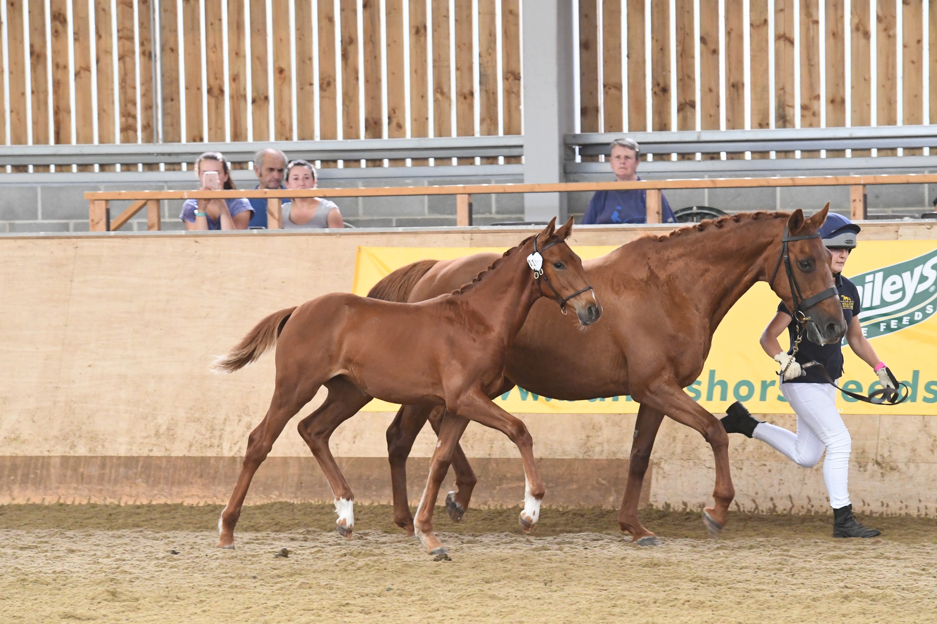 Eventers dominate at Writtle College Futurity | The Gaitpost