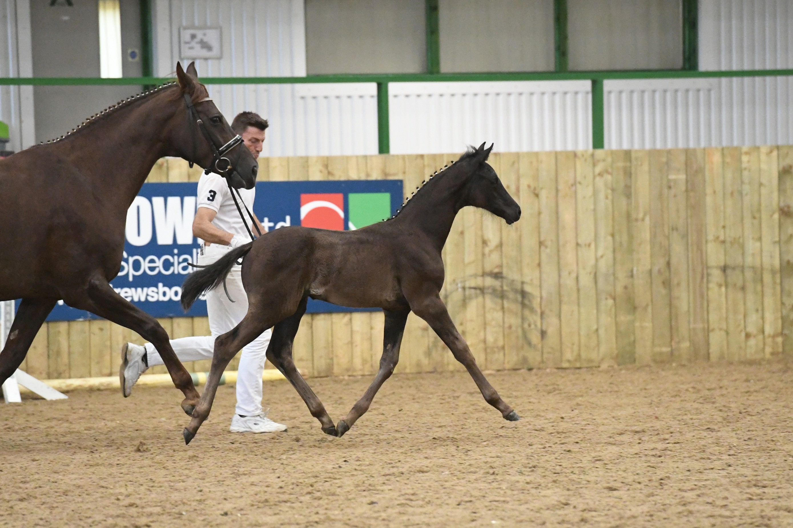 Hartpury Futurity Report | The Gaitpost