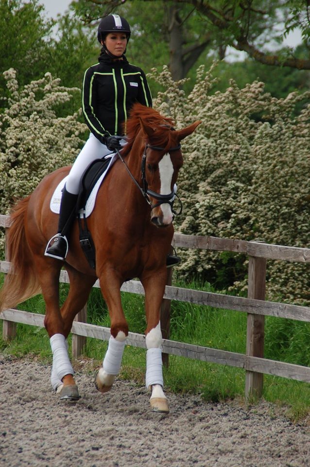 3 Ways to Work Trot-Up Style | Style | The Gaitpost