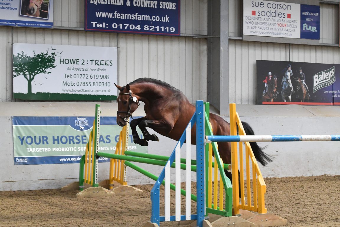 Myerscough BEF Futurity Report | The Gaitpost