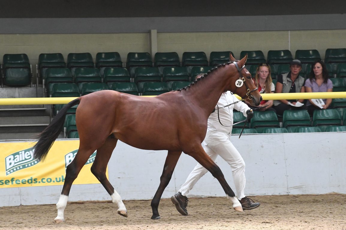 Myerscough BEF Futurity Report | The Gaitpost