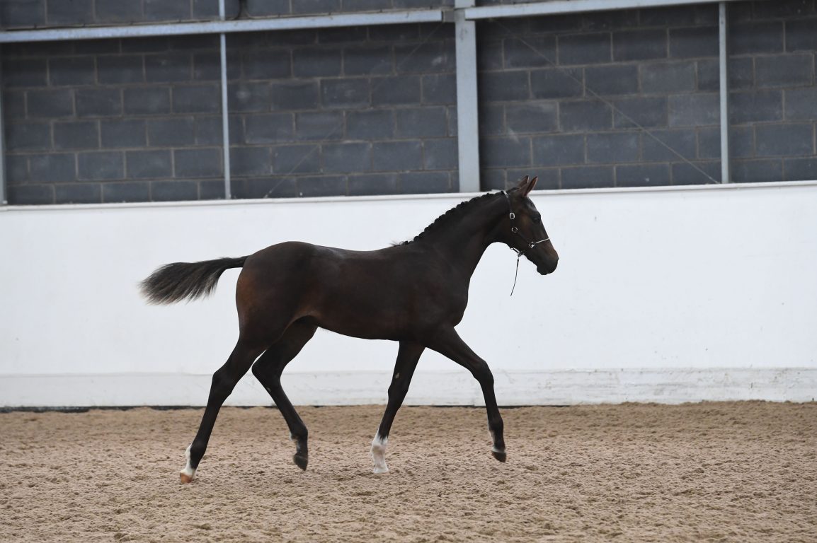 Reaseheath BEF Futurity Report | The Gaitpost