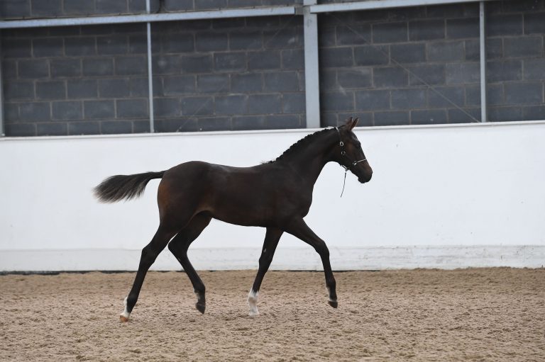 Reaseheath BEF Futurity Report | The Gaitpost