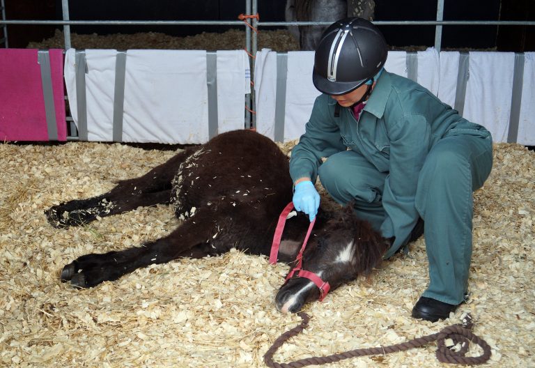 "Miracle pony" Arthur's incredible road to recovery | The Gaitpost