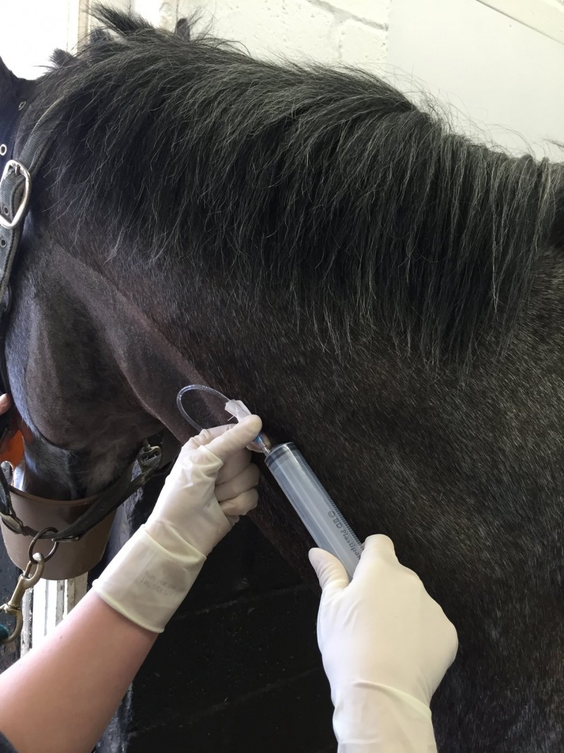 Equine Anaesthesia: What to Expect | Vet Advice | The Gaitpost